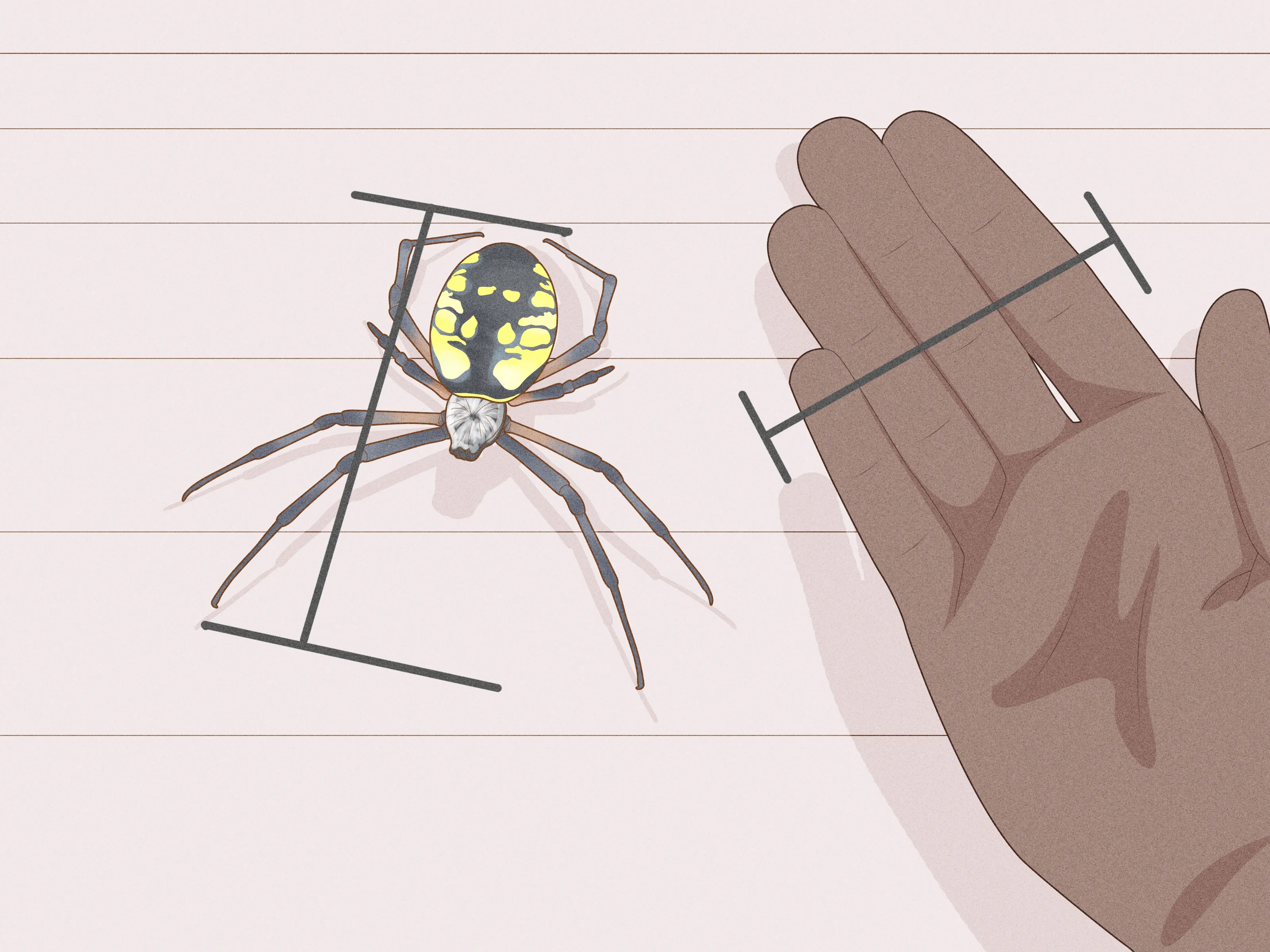 How to Identify a Spider Egg Sac: 11 Steps (with Pictures) – Mytour