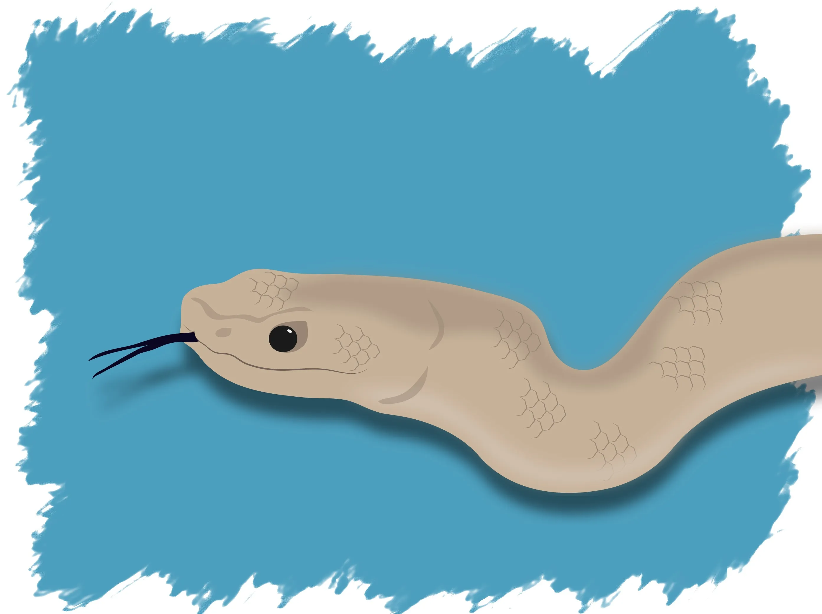 Distinguishing Venomous Snakes – Mytour