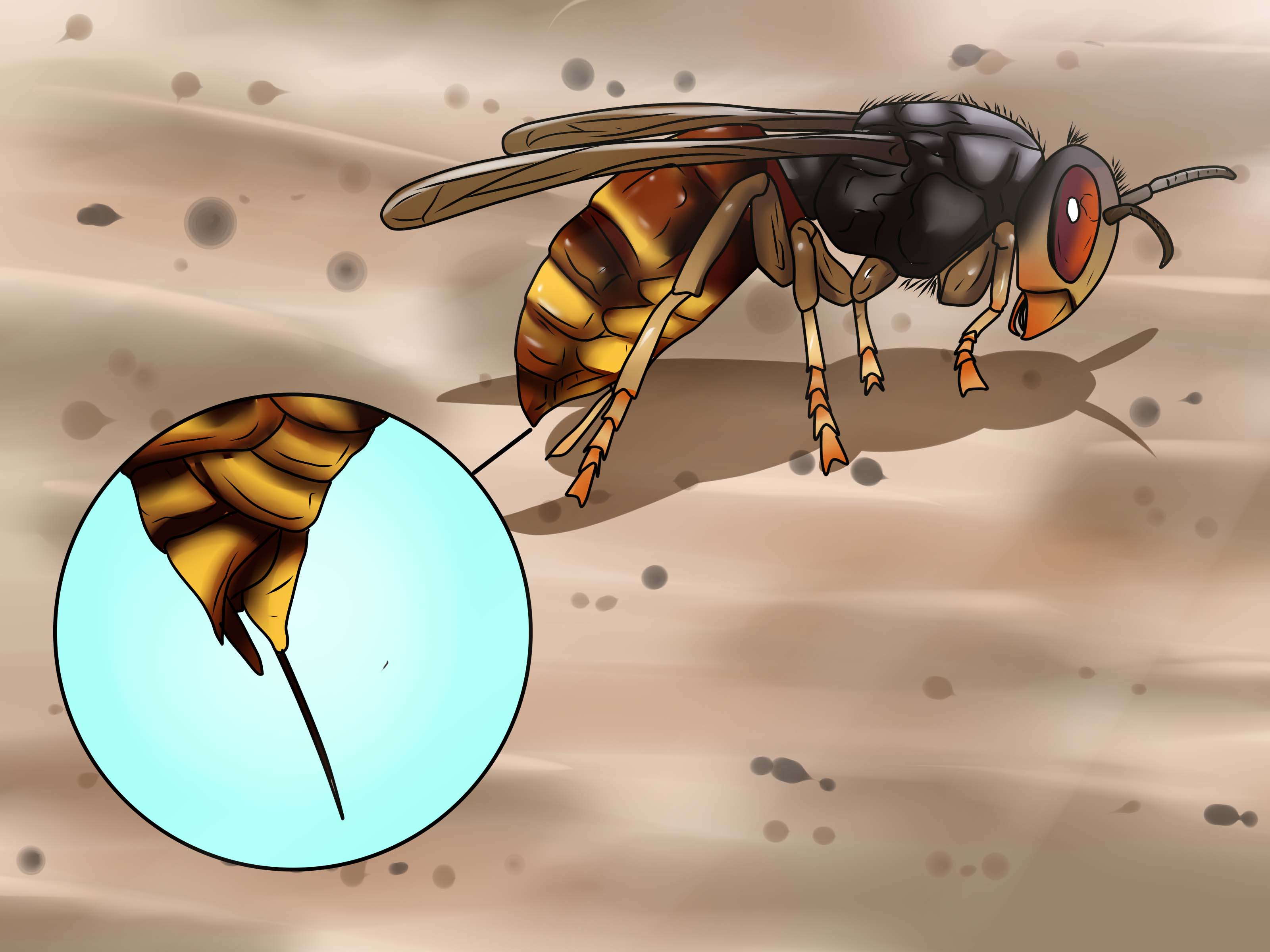How to Identify a Hornet: 10 Steps (with Pictures) – Mytour