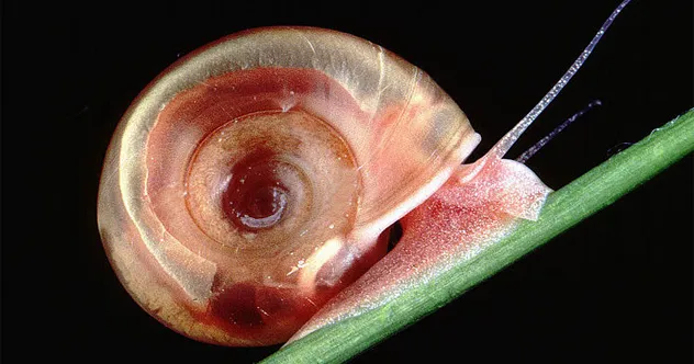 10 Eerie Snails That Will Make Your Skin Crawl - Mytour