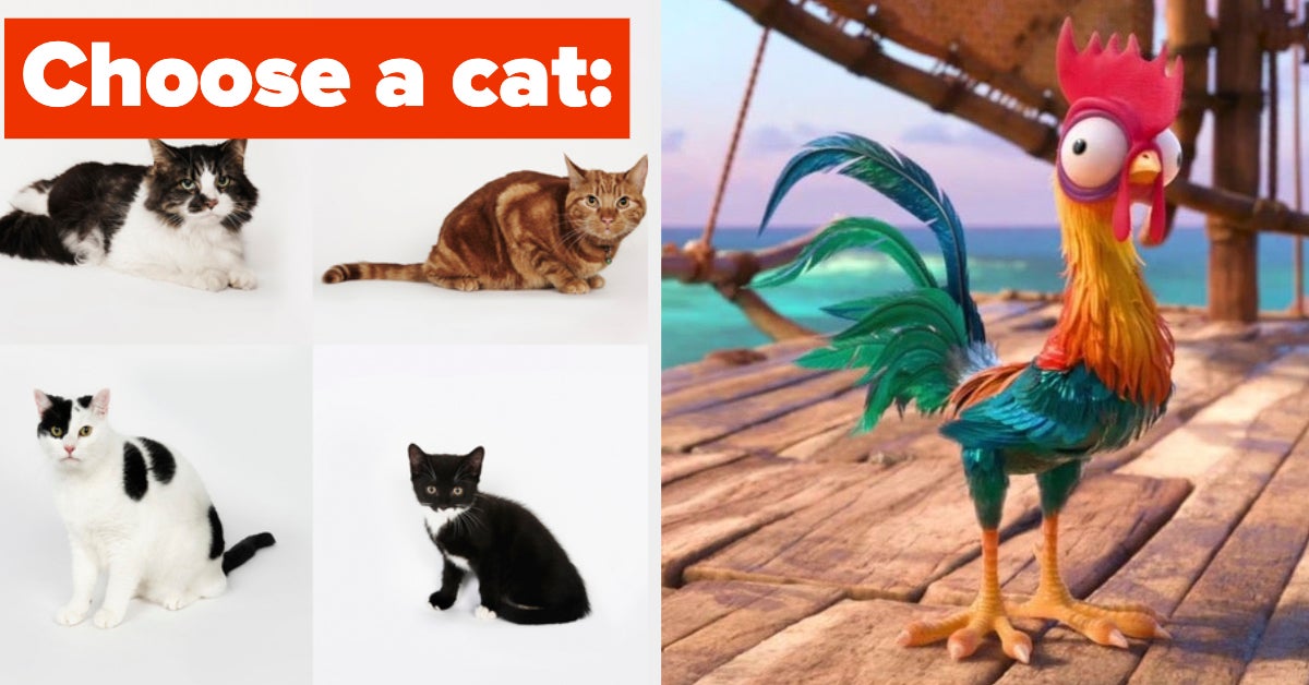 Which Moana sidekick are you based on animals: Pua or Hei Hei?