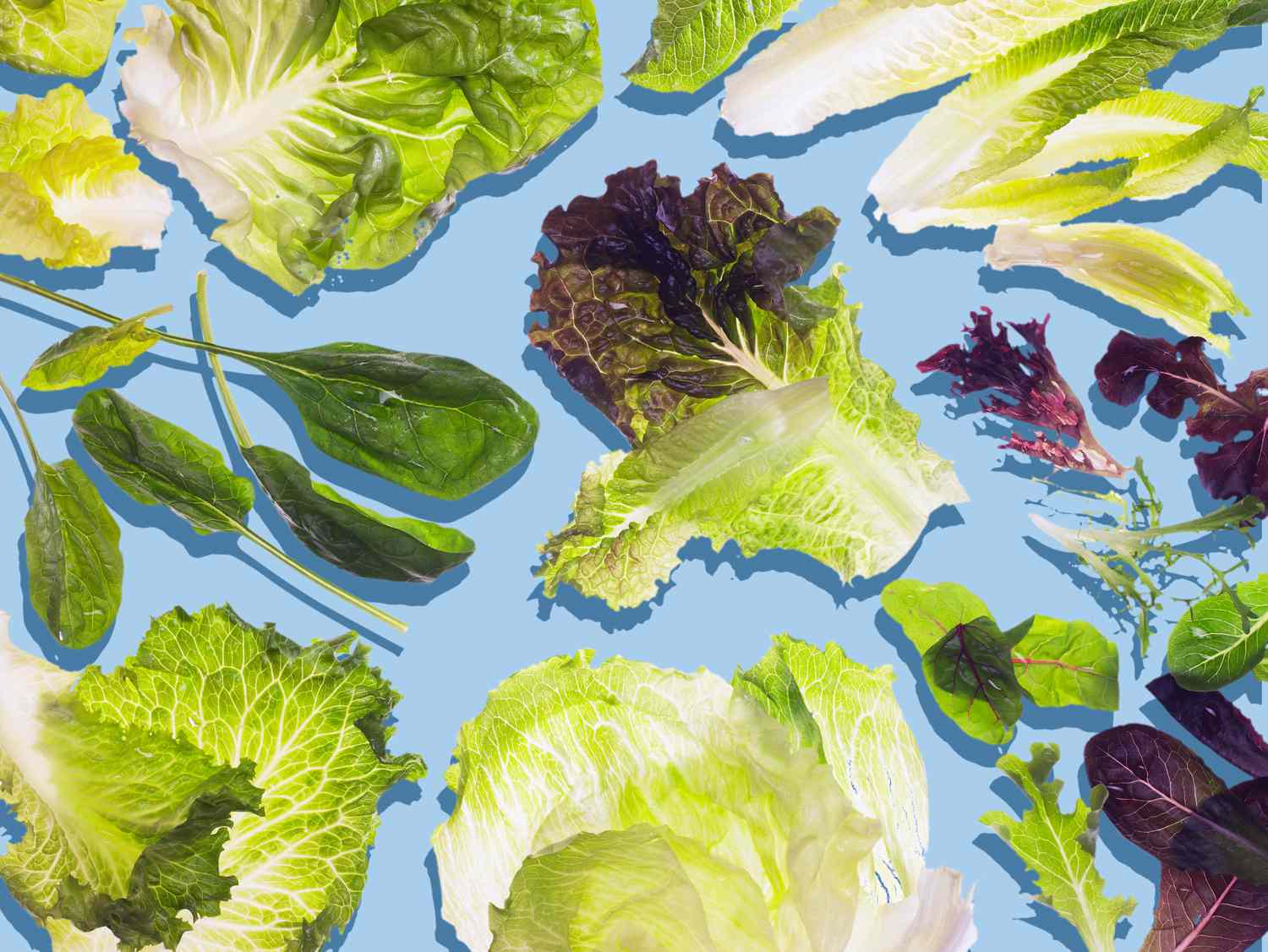 Discover the 7 most nutritious lettuce varieties available at your ...
