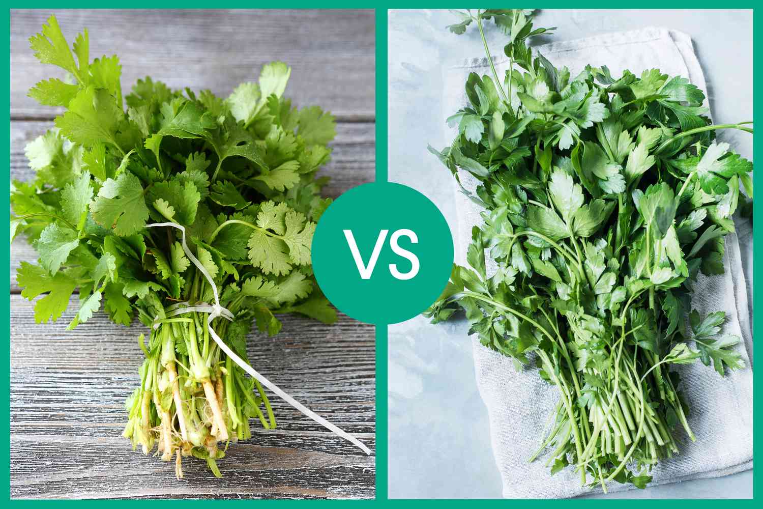 Coriander vs. Cilantro: Understanding the Key Differences