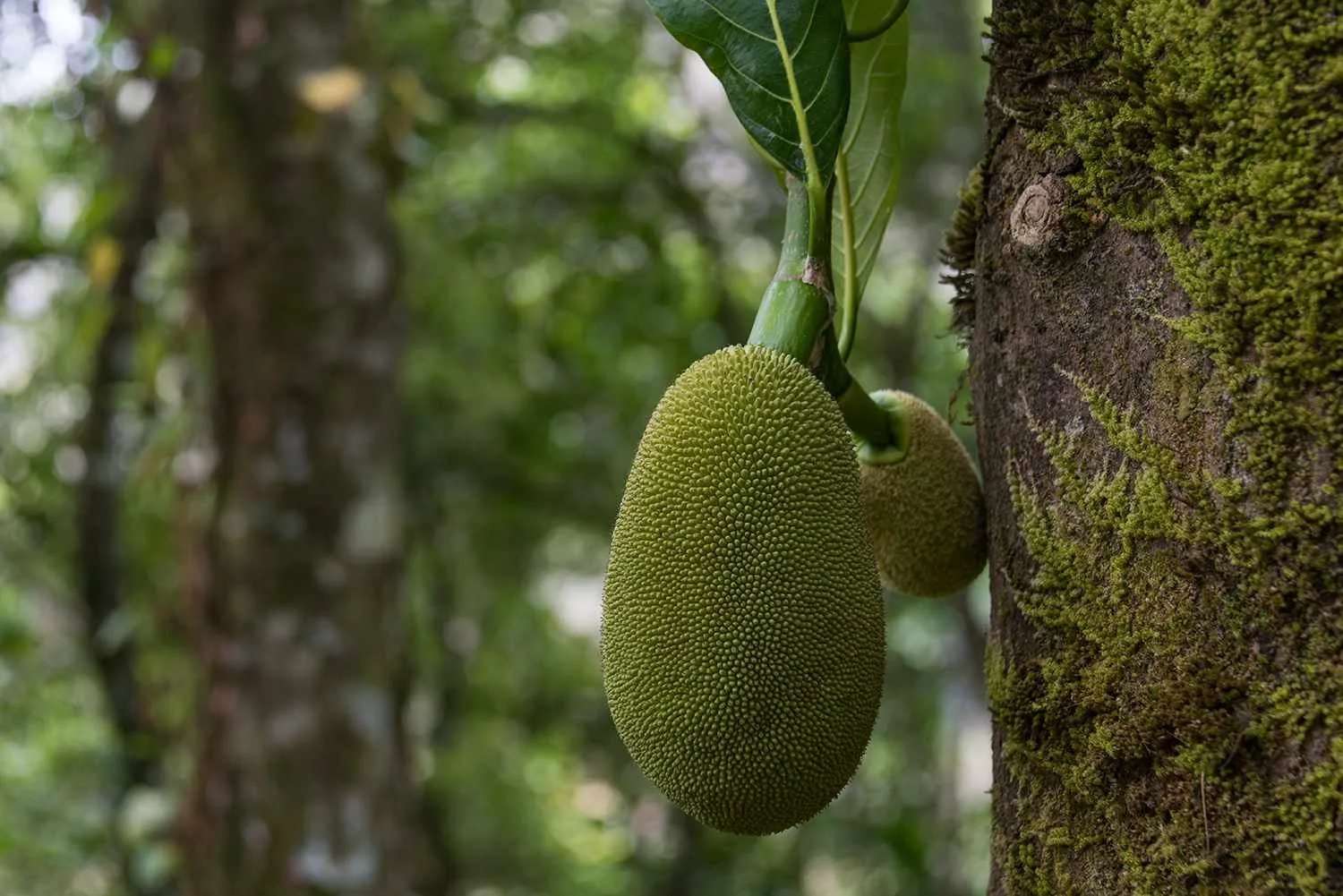 8 Essential Health Benefits of Jackfruit and Tips on How to Enjoy It