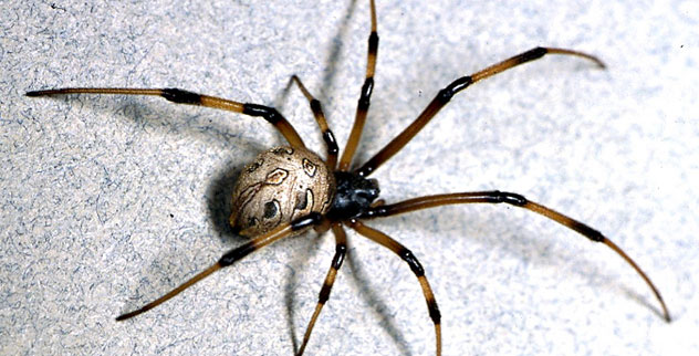 The 10 Most Terrifying Spiders in Cinema - Mytour