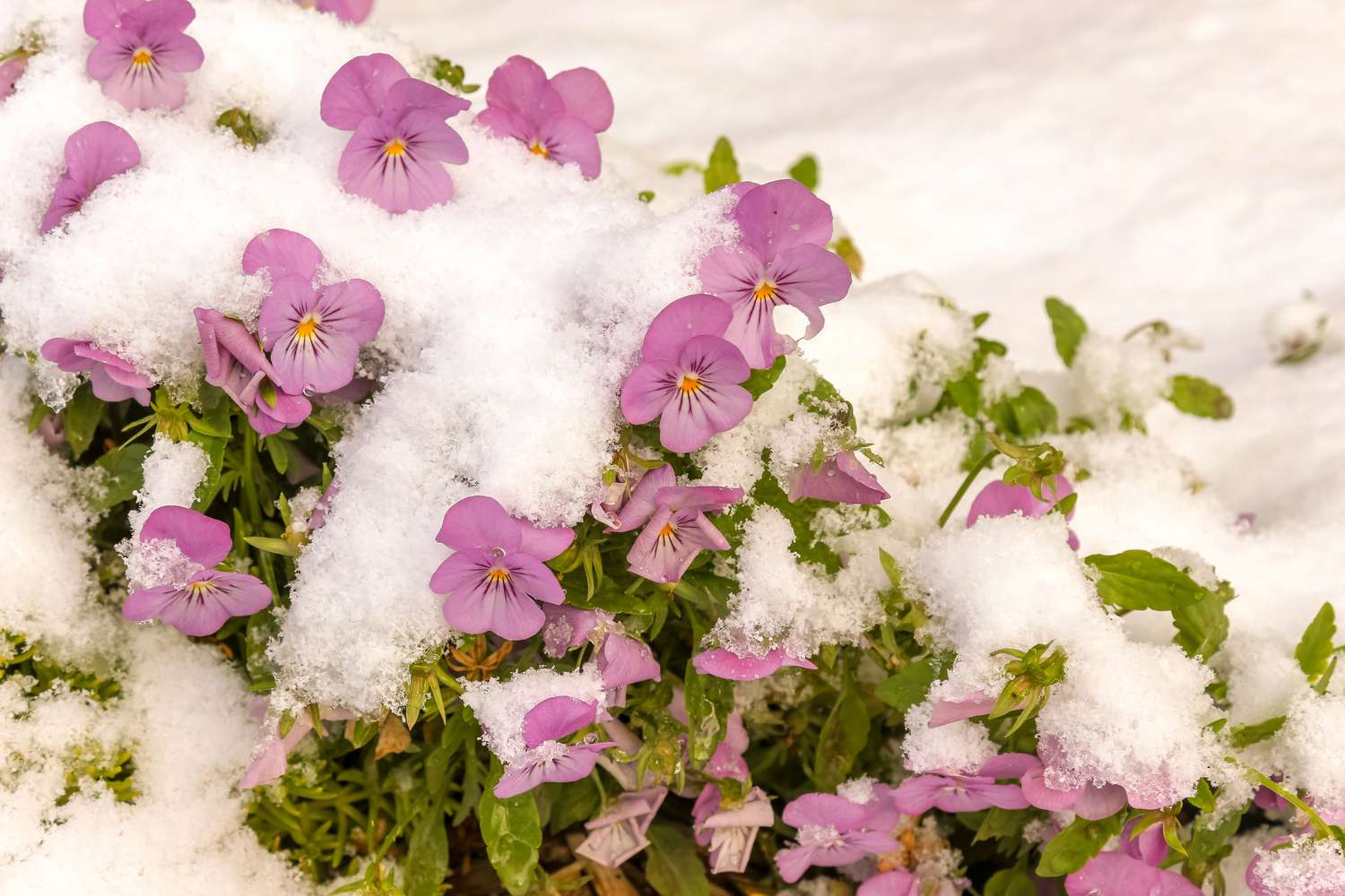 13 Winter-Blooming Plants That Add a Splash of Color During the Coldest ...