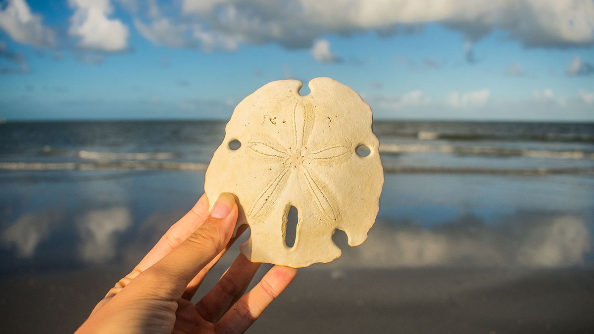 Is a Sand Dollar a Living Creature? | Mytour