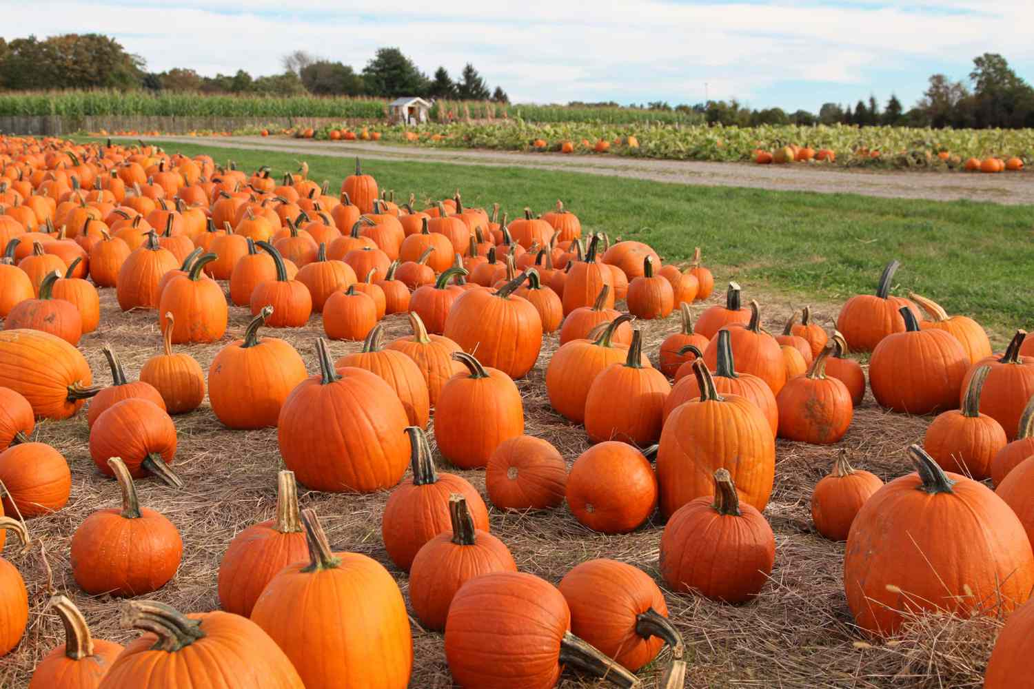 25 Exciting Activities to Enjoy in October and Fully Embrace Autumn
