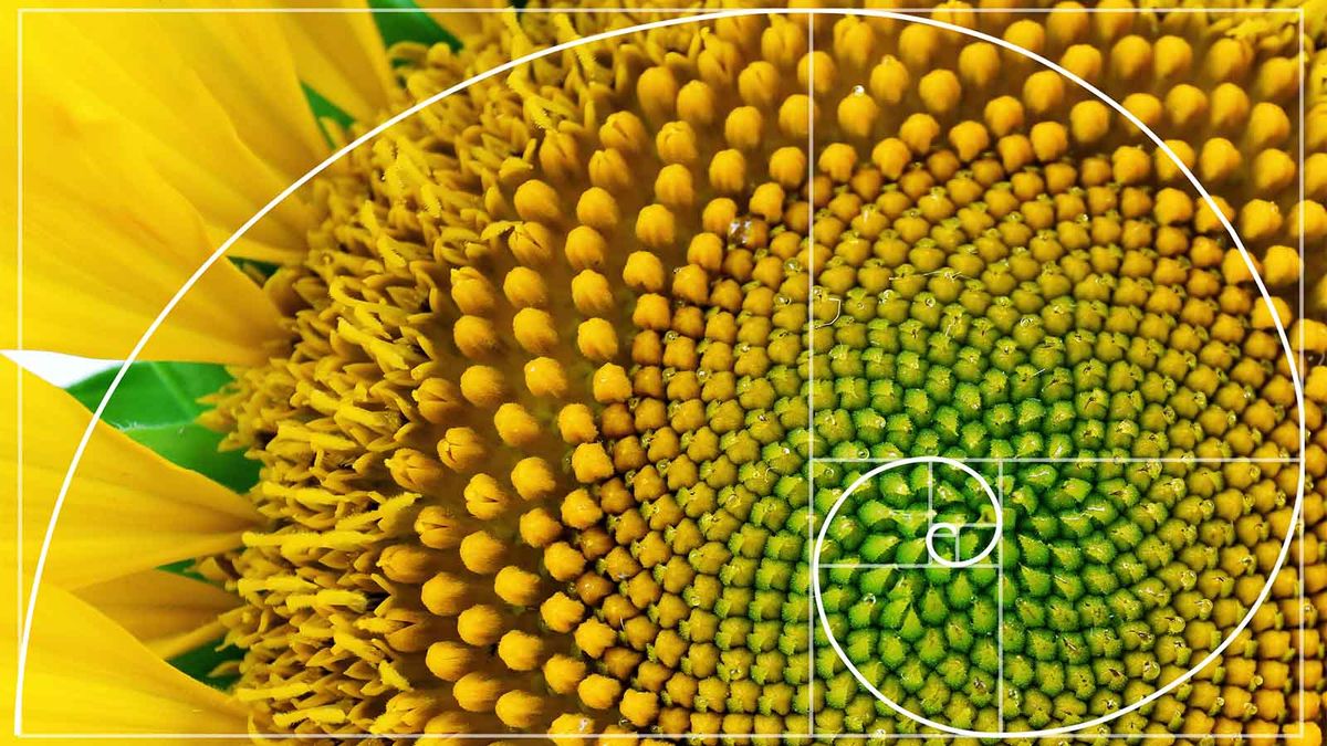 The Fibonacci Sequence: A Mathematical Marvel | Mytour