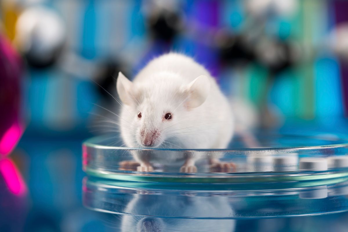 The Reasons Behind Using Mice in Experiments | Mytour