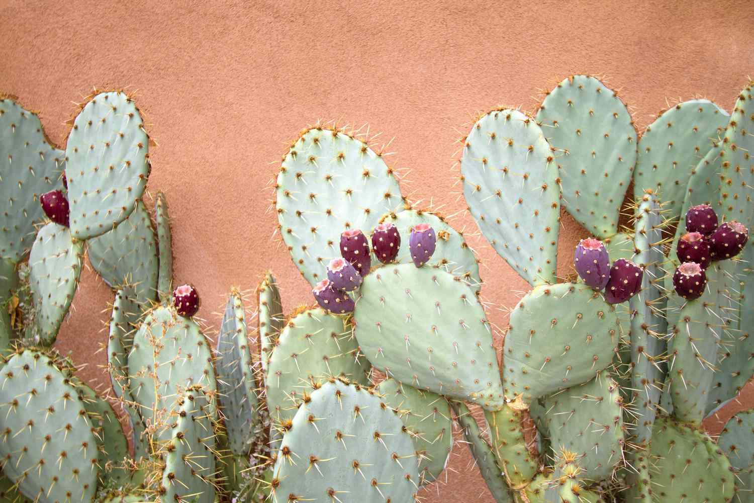 Dermatologist-Recommended Skin Benefits of Prickly Pear Oil