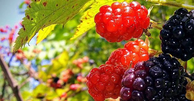 10 Unusual Pieces of British Food Folklore - Mytour