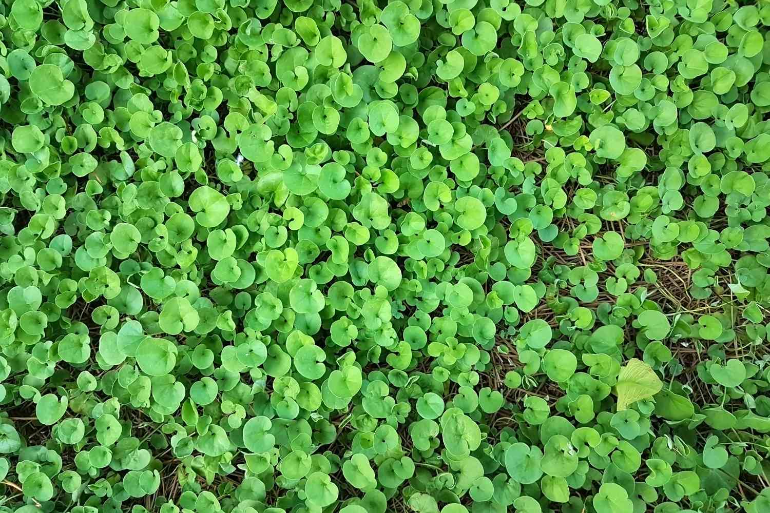 10 Quick-Growing Ground Covers to Enhance Your Lawn Before Fall Hits