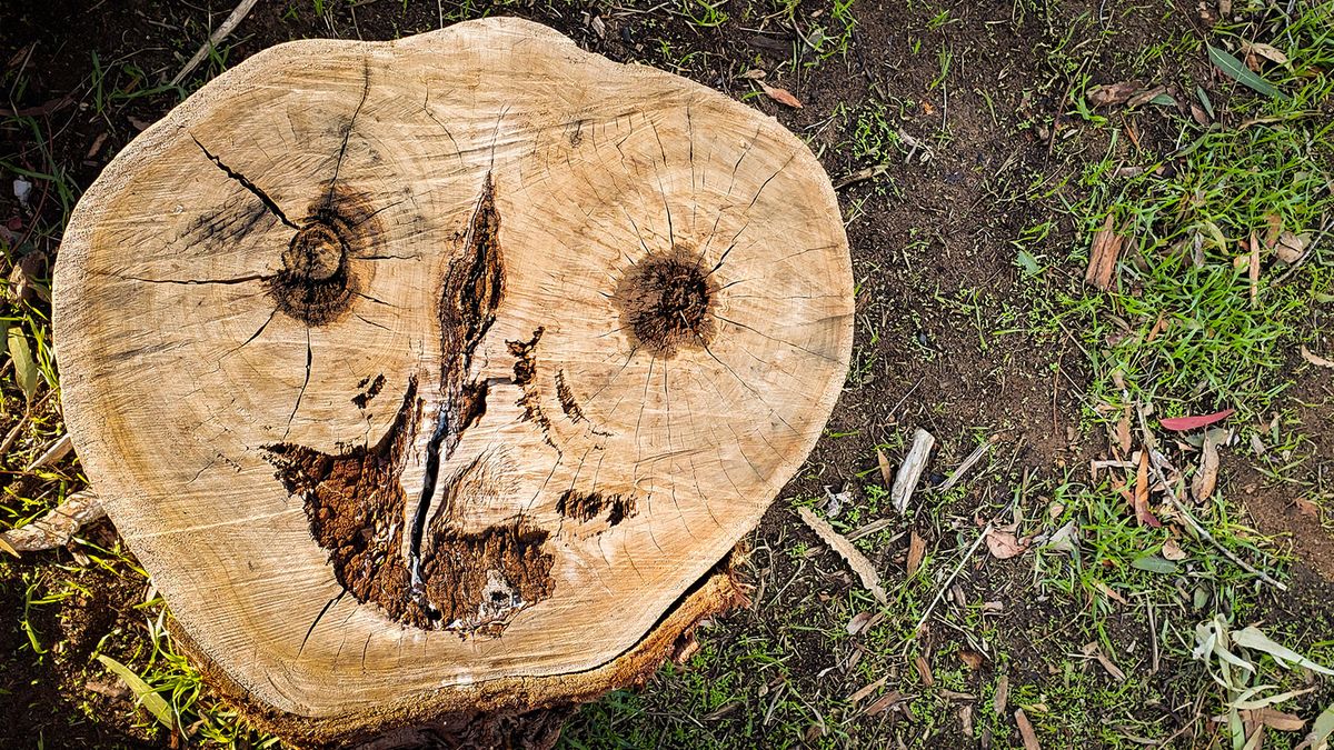 Pareidolia: The Fascinating Phenomenon Behind Seeing Faces Everywhere ...