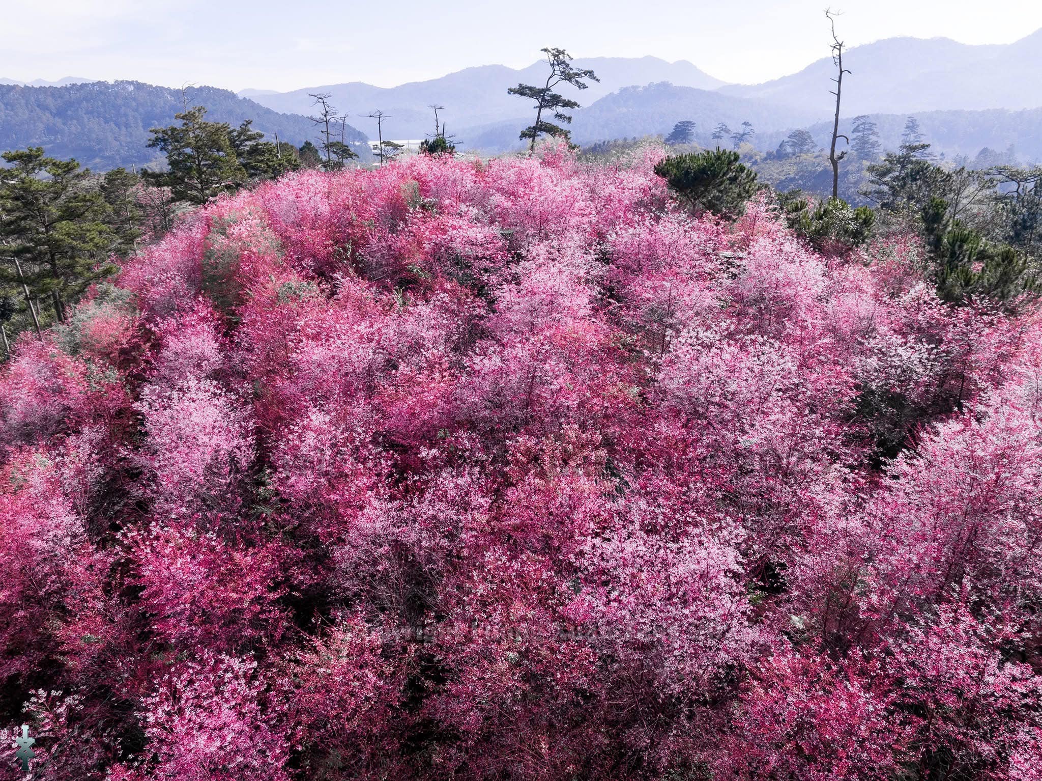 Khám phá Đà Lạt tháng 2: đắm chìm trong thế giới muôn sắc hoa