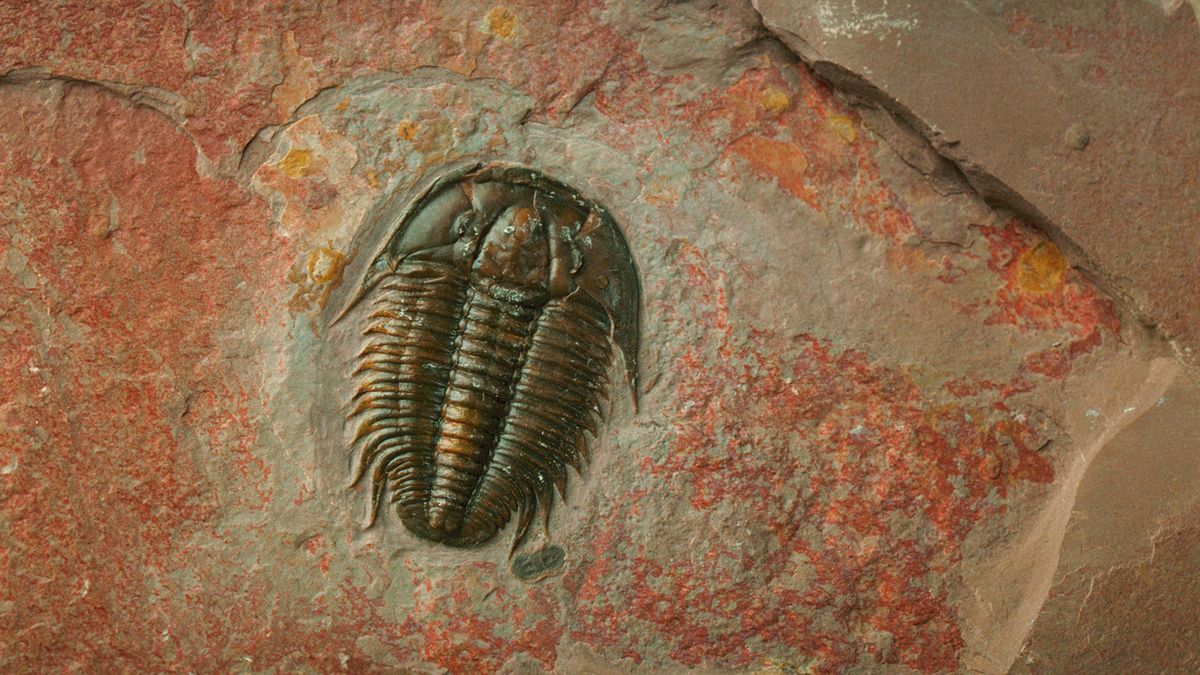 Understanding Fossils: A Comprehensive Guide | Mytour
