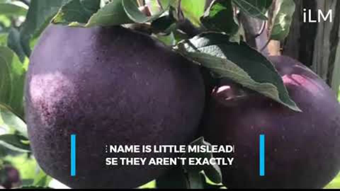 What Makes Black Diamond Apples So Special and Pricy?