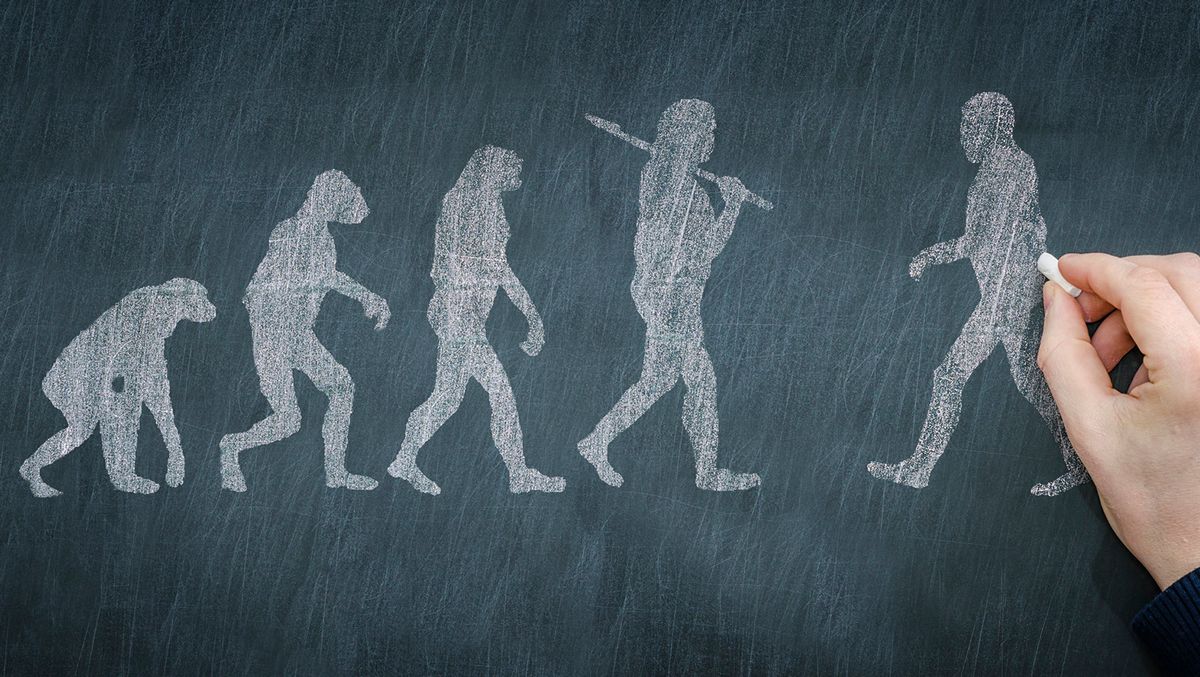Did Humans Evolve From Apes? Understanding Human Evolution | Mytour