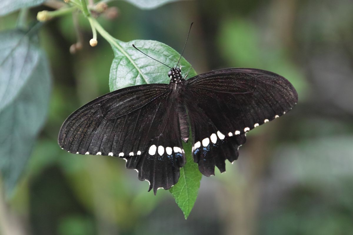 Exploring the Meaning of Black Butterflies: What Do They Represent?