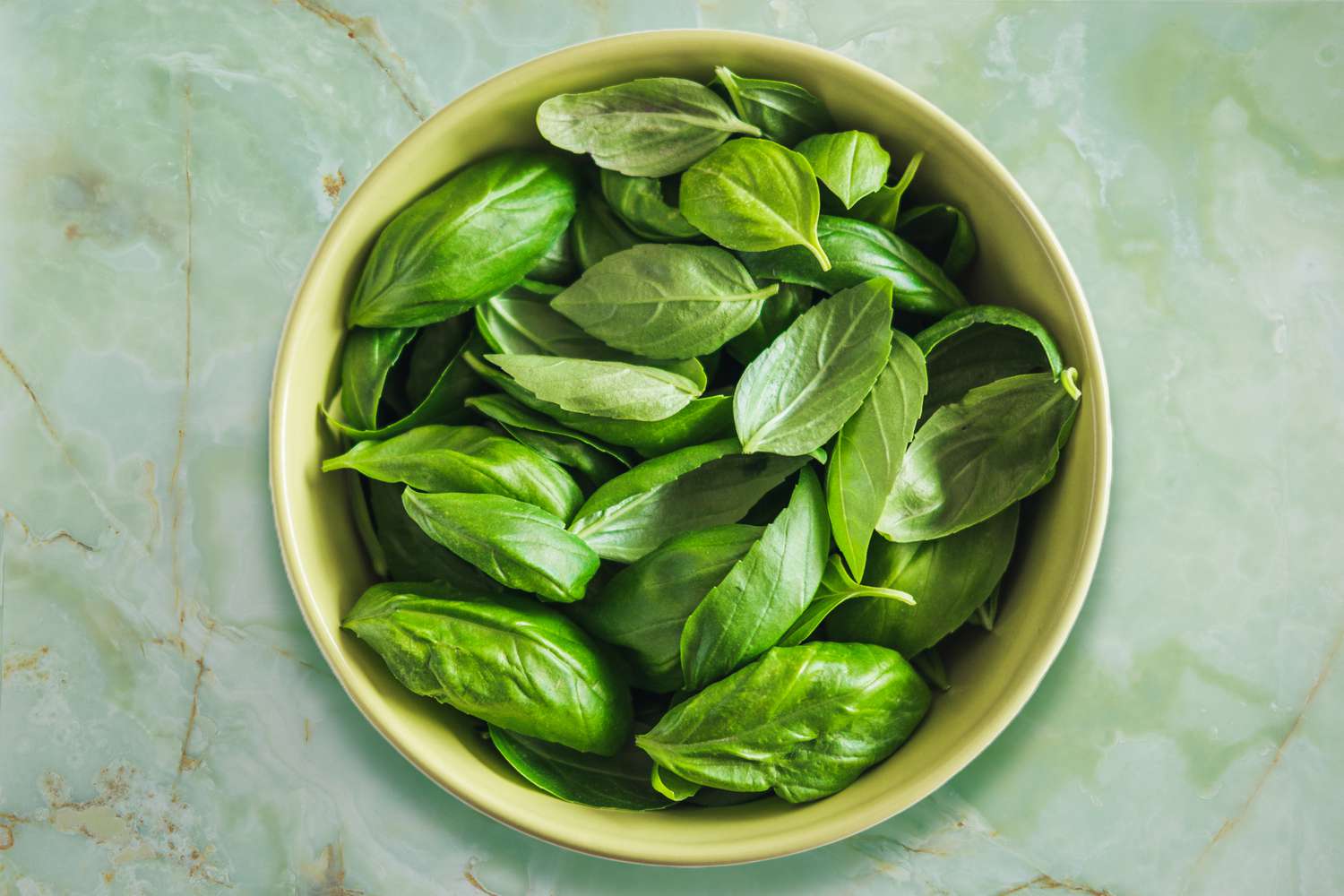 How to Keep Fresh Basil Crisp and Vibrant