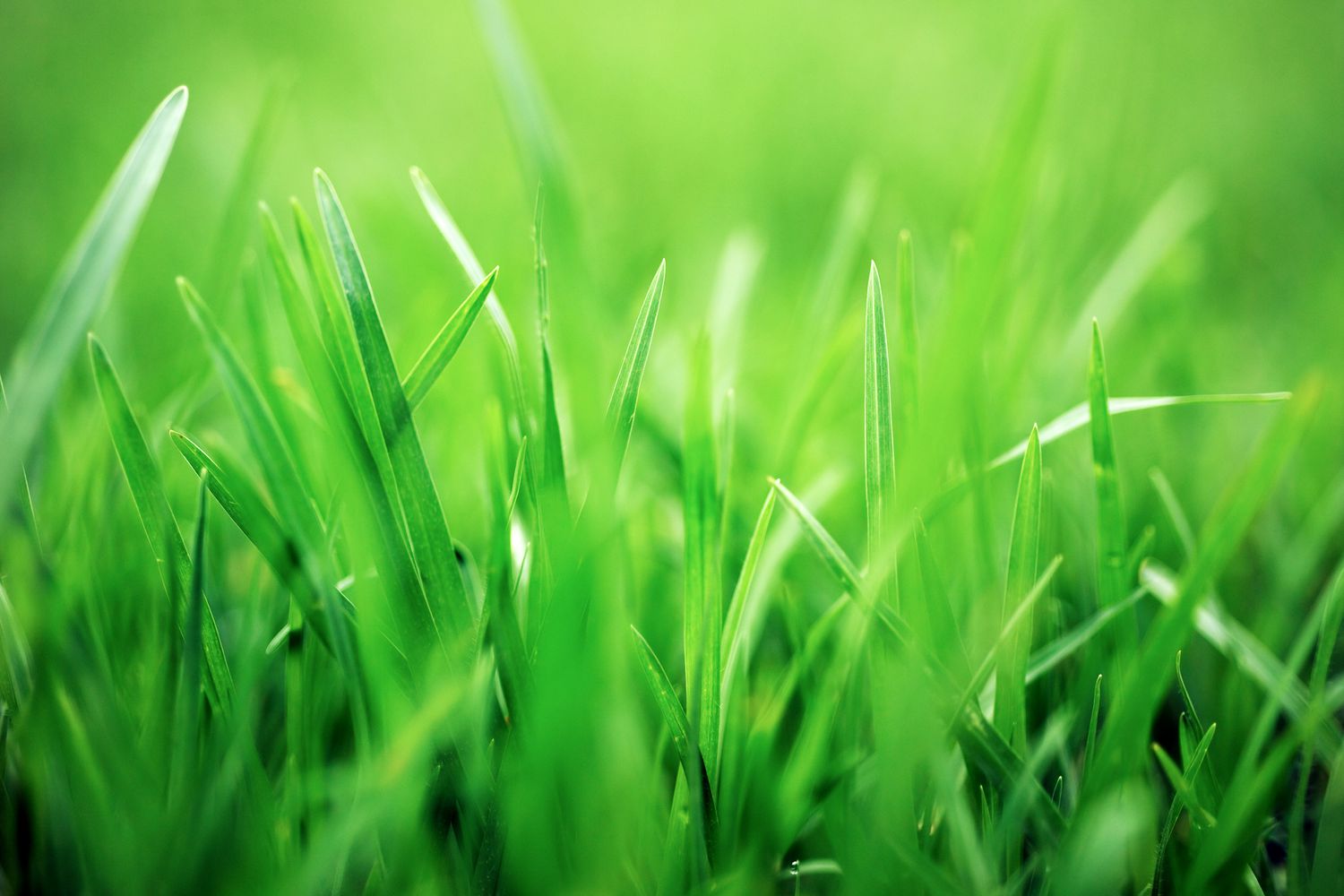 Optimal Seasons for Sowing Grass Seed to Achieve a Vibrant Lawn