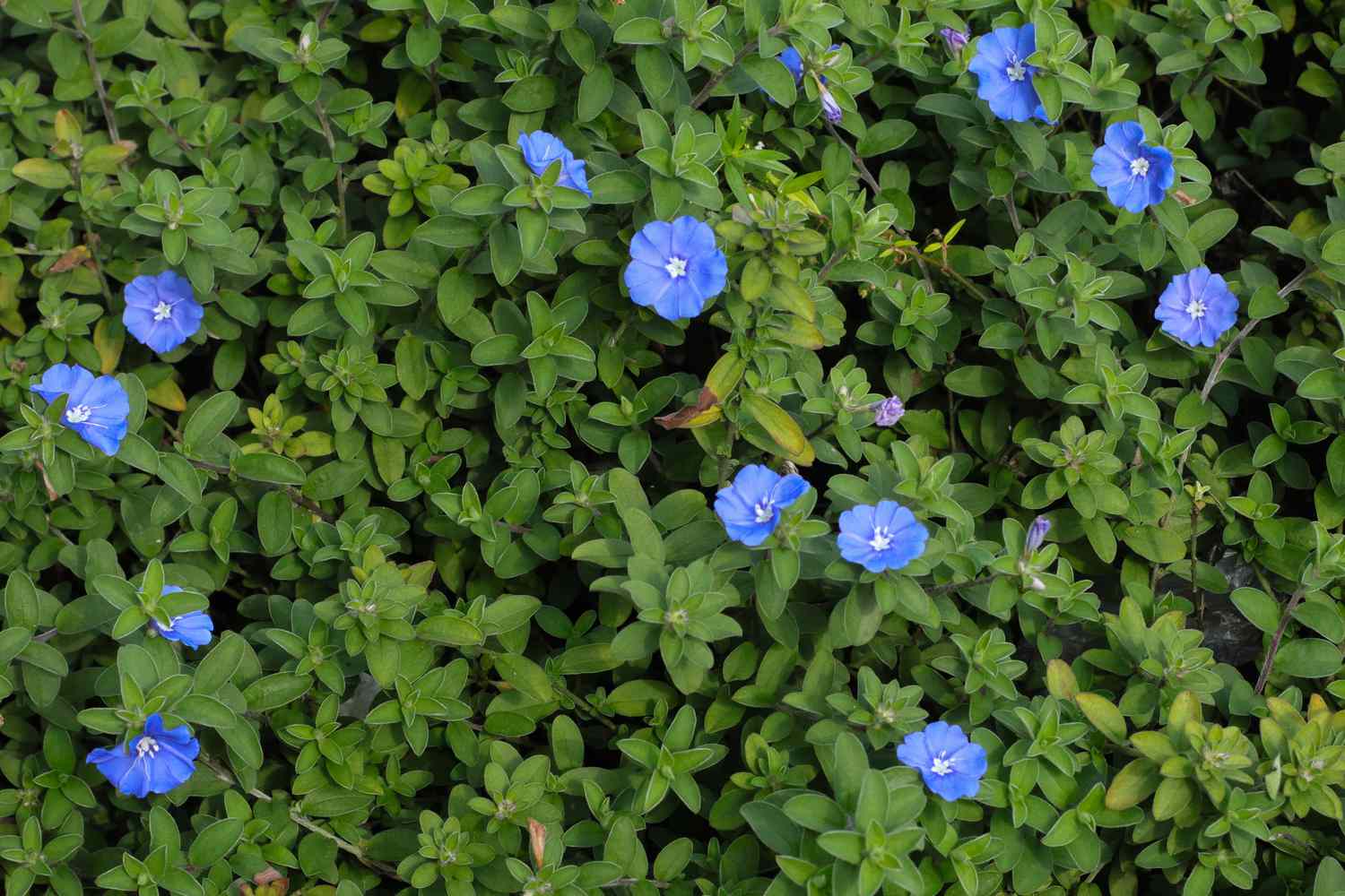 Discover 10 Beautiful Blue Plants That Will Bring Vibrancy to Your Garden