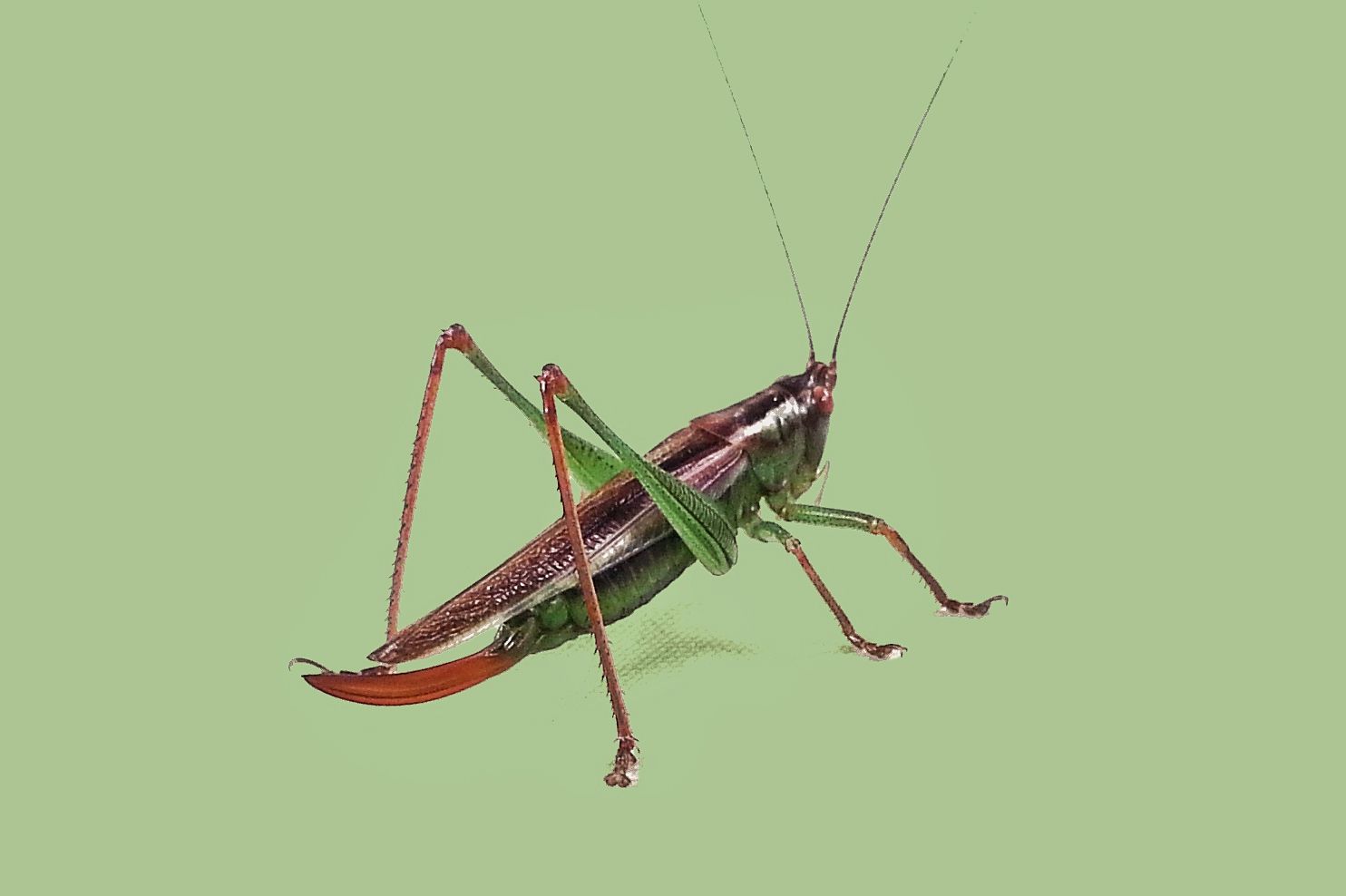 5 Common Errors That Might Be Drawing Crickets to Your Basement