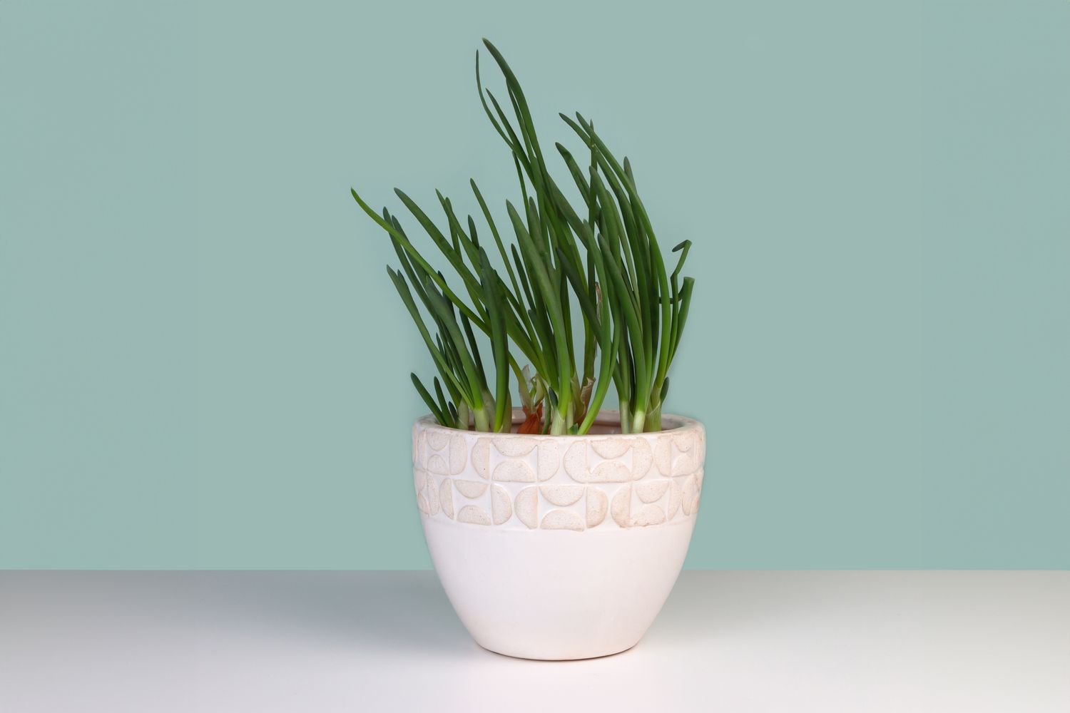 Discover the Benefits of Growing Chives Indoors
