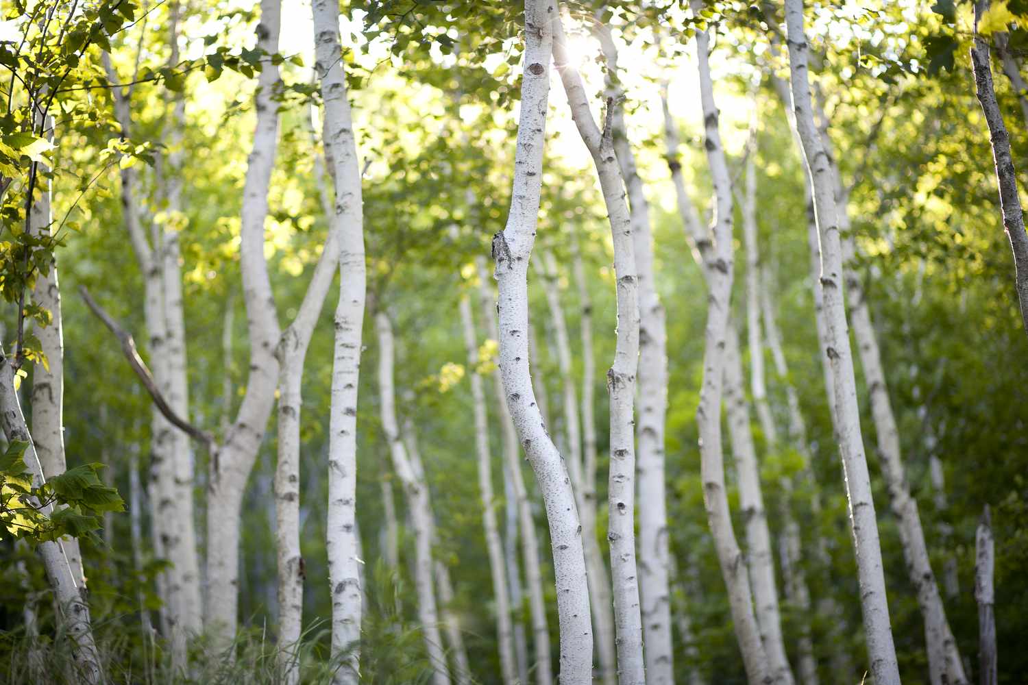 Discover the 5 Most Beautiful Birch Trees to Enhance Your Landscape