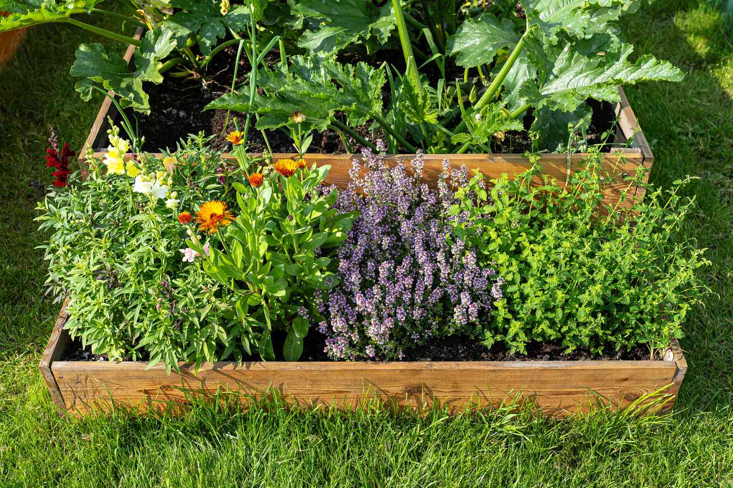 What Exactly Are Biennial Plants?
