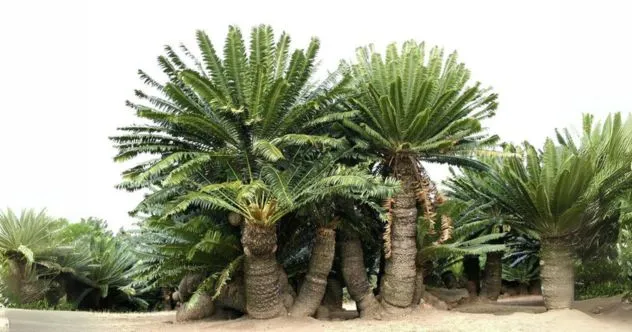 10 Fascinating Facts About Cycads That Will Blow Your Mind - Mytour