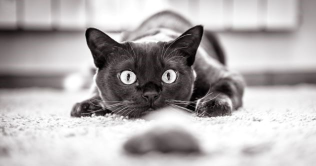 10 Intriguing Insights About Our Playful Purring Companions - Mytour