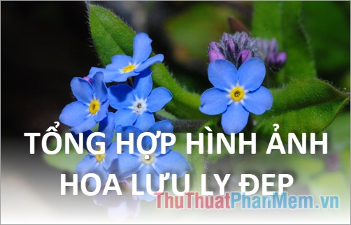 Hoa Lưu Ly - Tuyển tập những hình ảnh tuyệt đẹp về loài hoa Lưu Ly