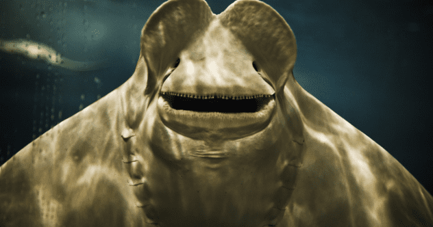 10 Creatures with the Most Outlandish Names