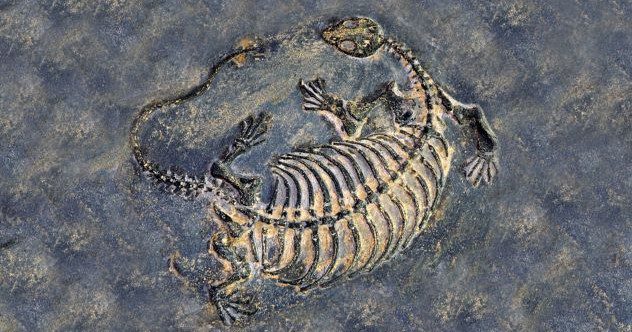 10 Incredible Fossils Discovered by Chance - Mytour