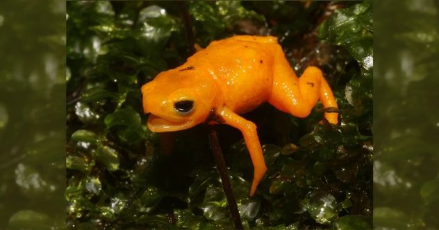 10 Strange Facts About Pumpkin Toadlets - Mytour