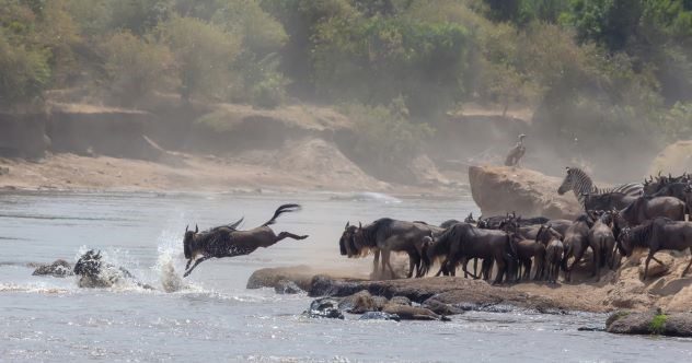 The Wonders of Animal Migrations: 10 Fascinating Journeys - Mytour