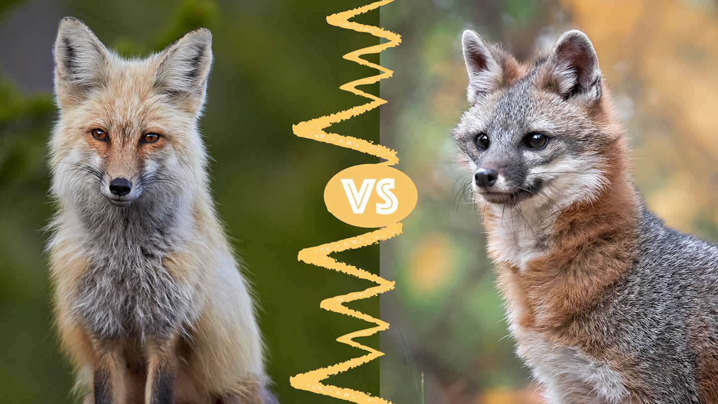 How to Distinguish Between Red and Gray Foxes: Key Differences