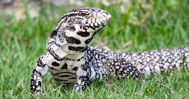 The U.S. is home to a variety of non-native species that have caused ...