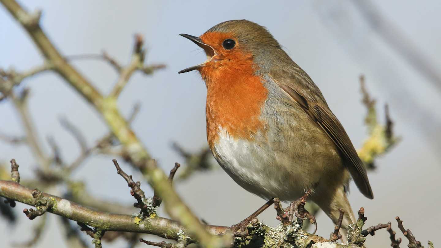 Why do certain birds serenade us with songs, while others prefer to squawk?