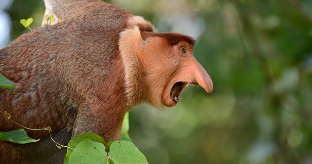 Top 10 Animals with Truly Outlandish Physical Traits - Mytour