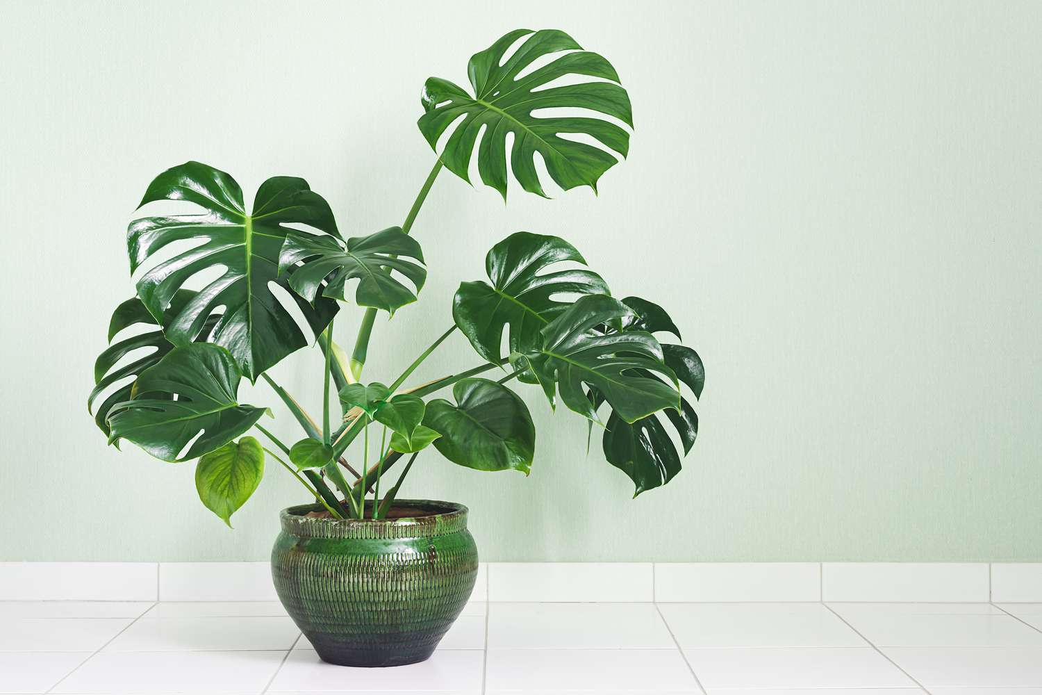 A Complete Guide to Growing and Maintaining Monstera Plants