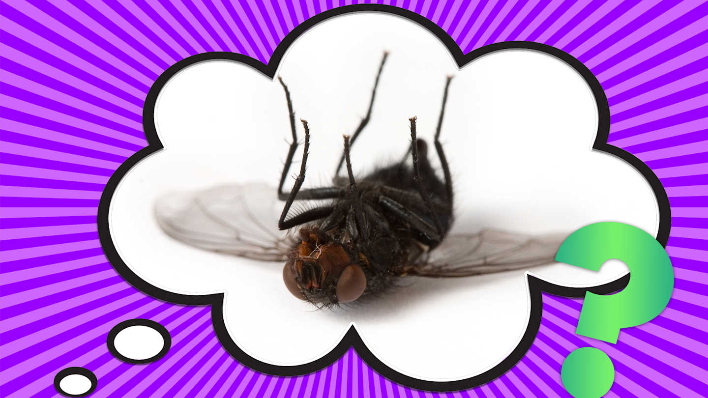Why do we use the expression 'dropping like flies'?