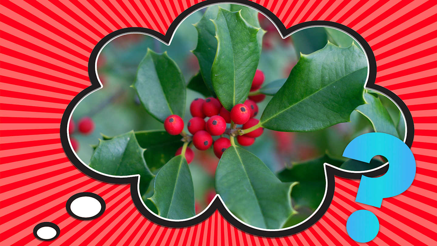 Why is holly considered a Christmas symbol?