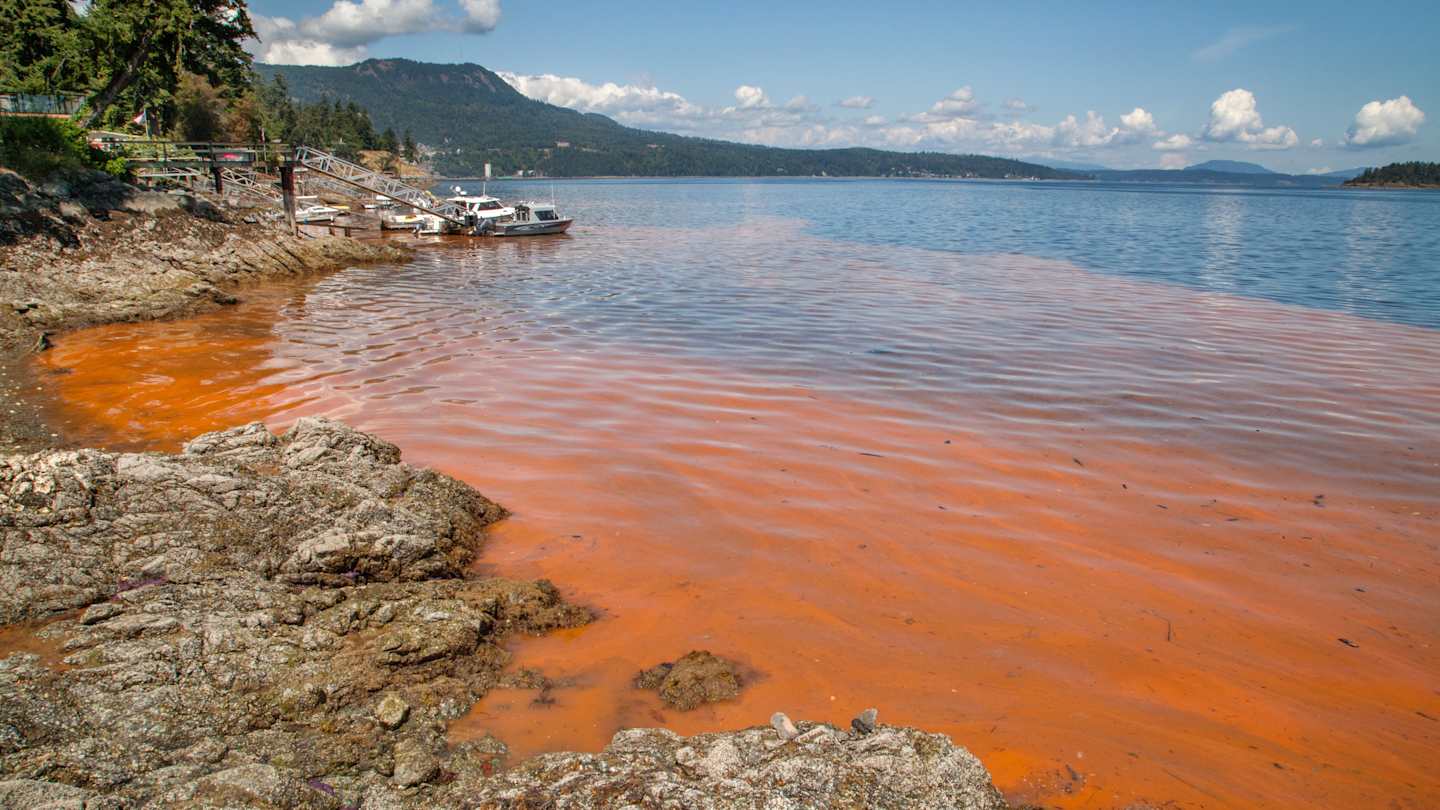 What Triggers Red Tides?