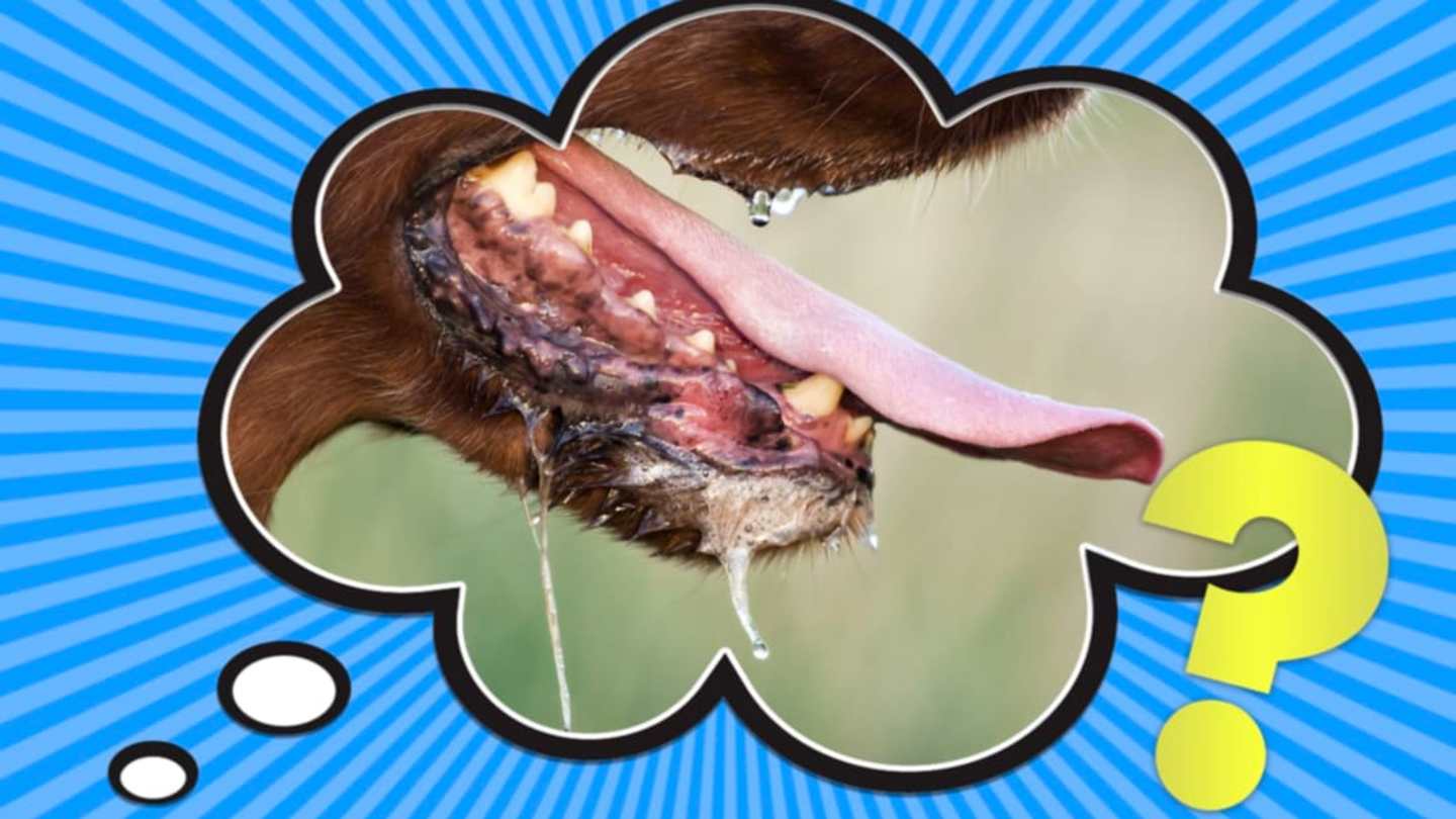 What Causes Dogs to Drool?