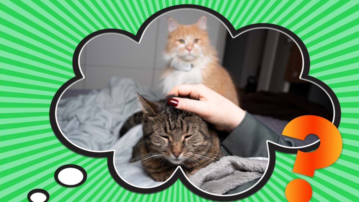 Understanding the Distinction Between Jealousy and Envy