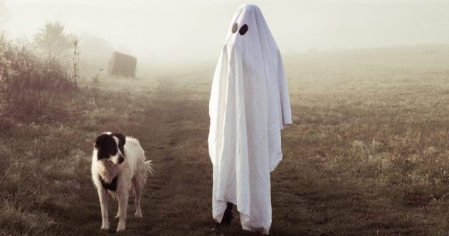10 Bold and Insightful Ghost-Hunting Dogs - Mytour