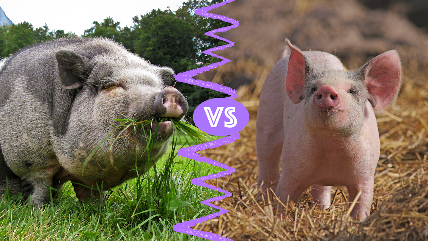 Pigs and hogs are essentially the same creature, but there is a ...