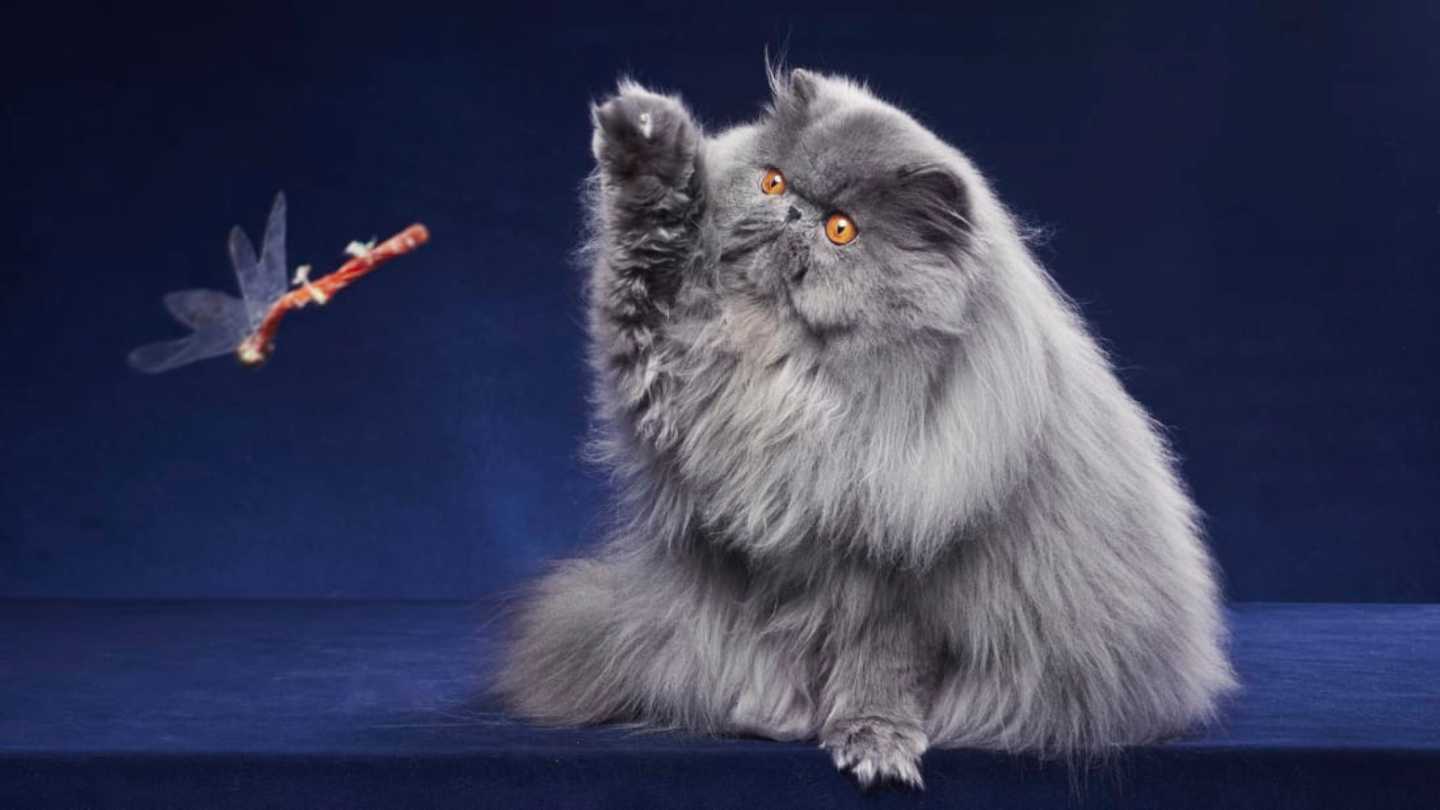 What Makes Cats Enjoy Swatting and Batting at Objects?